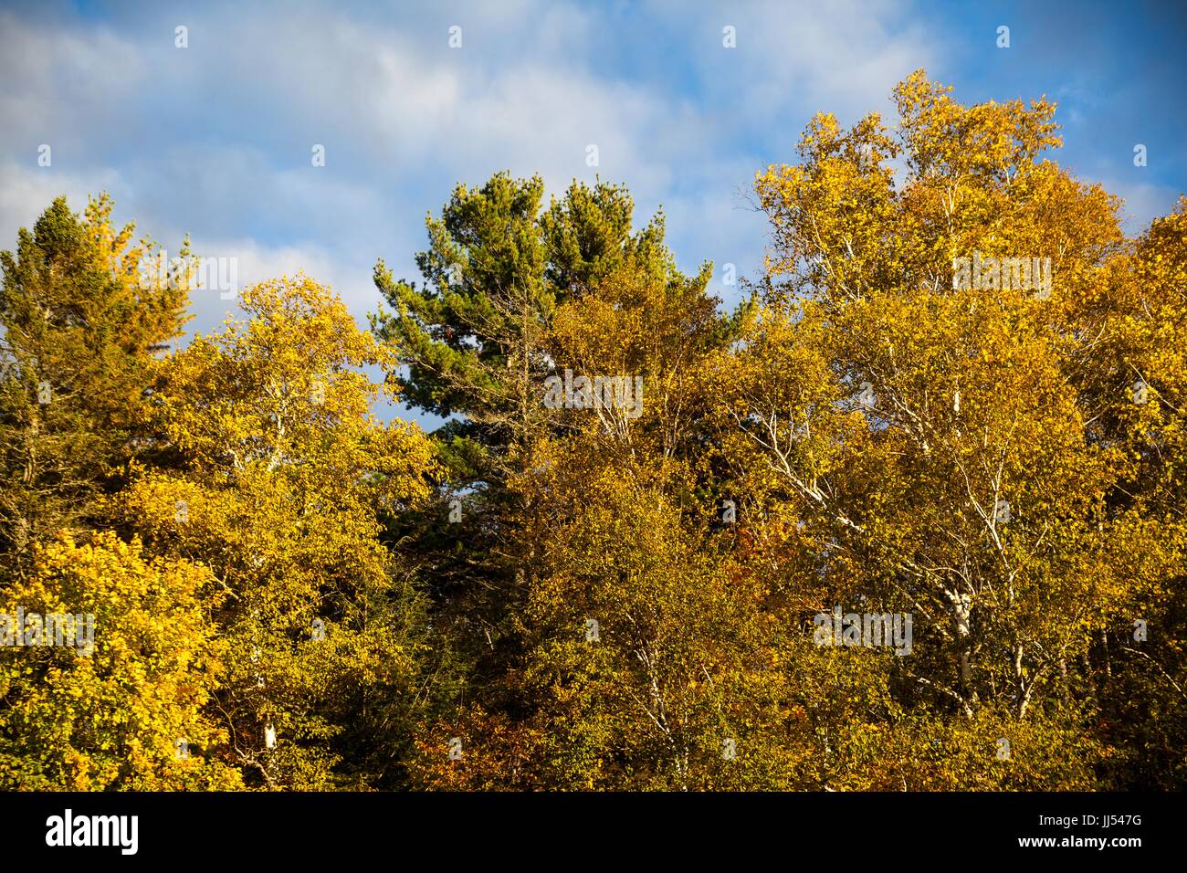 Colorful trees in autumn Stock Photo - Alamy