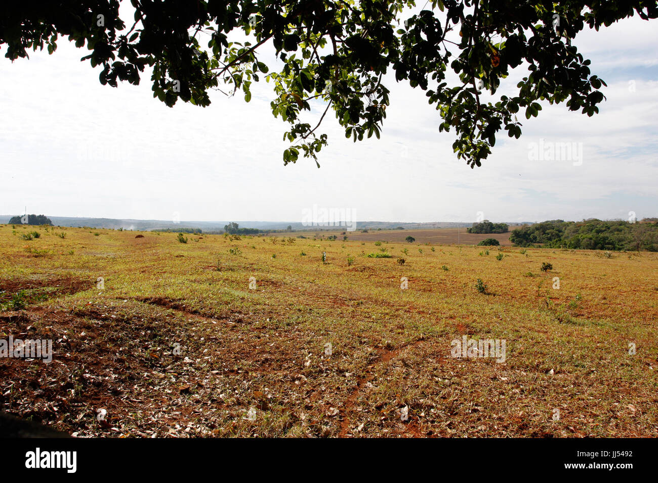 Vegetation, Pasture, Field, São Paulo, Brazil Stock Photo - Alamy