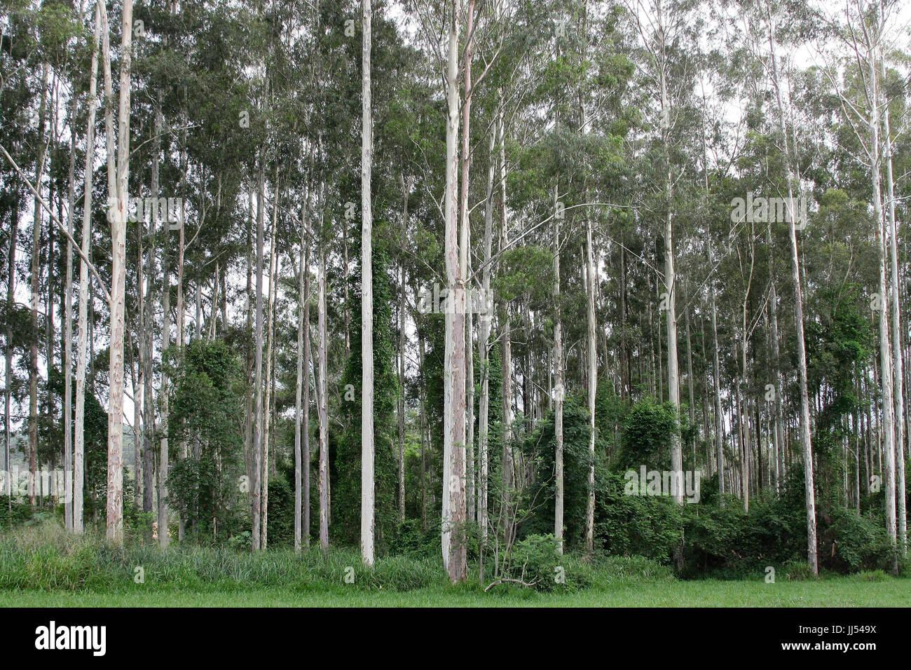 Arbusto arbustos hi-res stock photography and images - Alamy