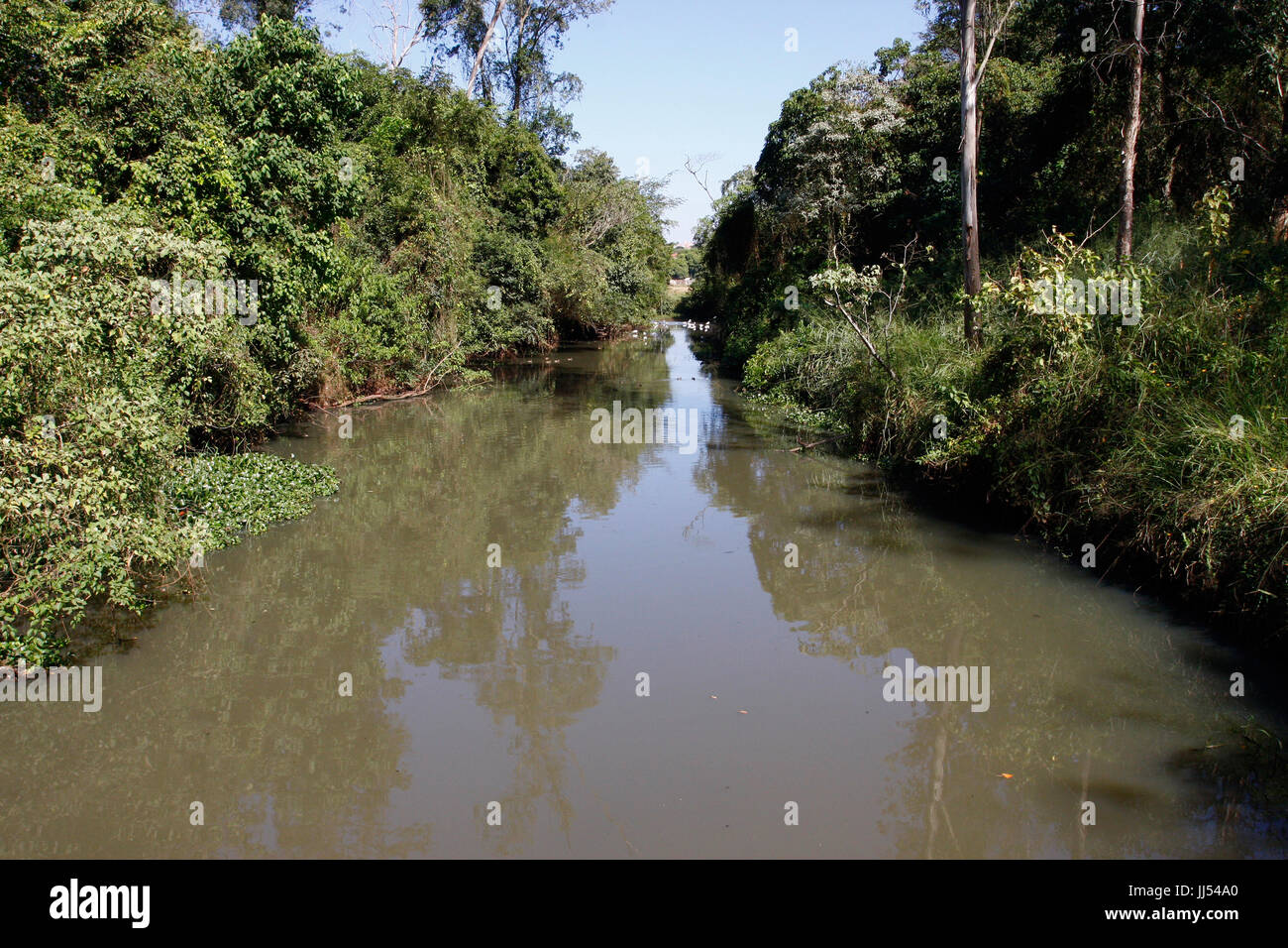 River Forest, Amazon, Brazil Stock Photo - Alamy