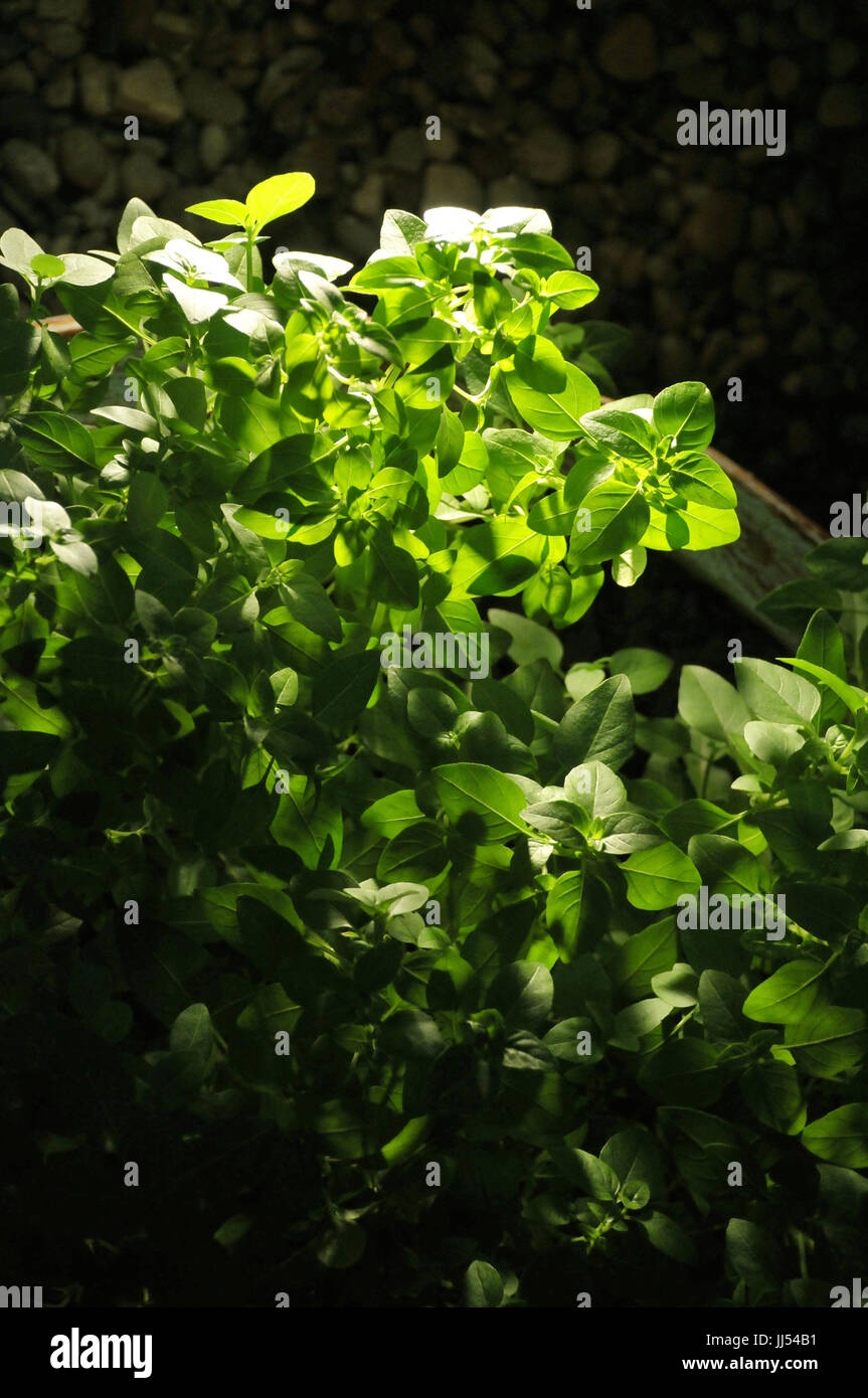 Bush plants, São Paulo, Brazil Stock Photo - Alamy