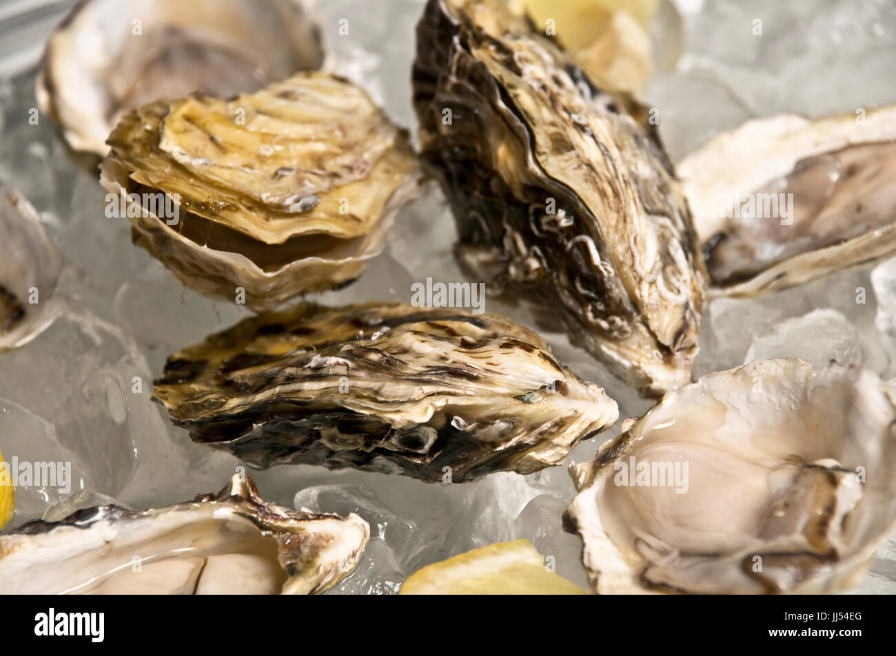 oyster, ice, Sao Paulo, Brazil Stock Photo - Alamy