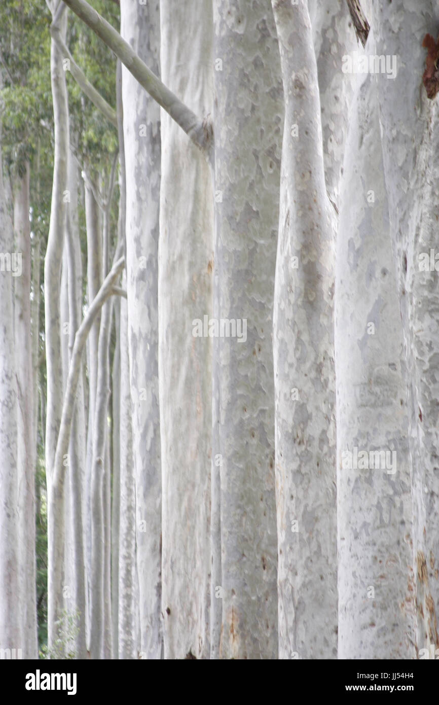 tree trunk, São Paulo, Brazil Stock Photo - Alamy