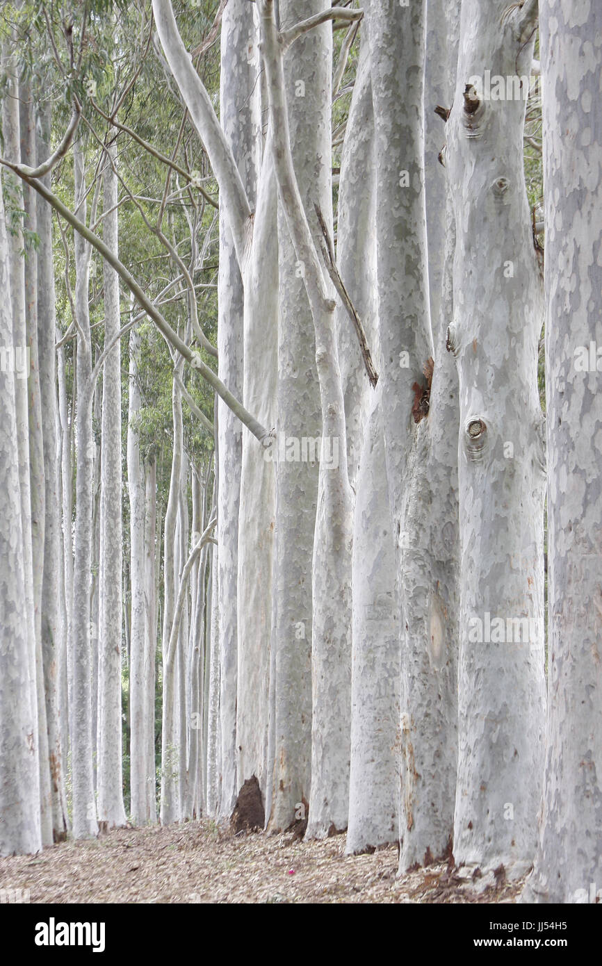 Tree trunk, São Paulo, Brazil Stock Photo - Alamy