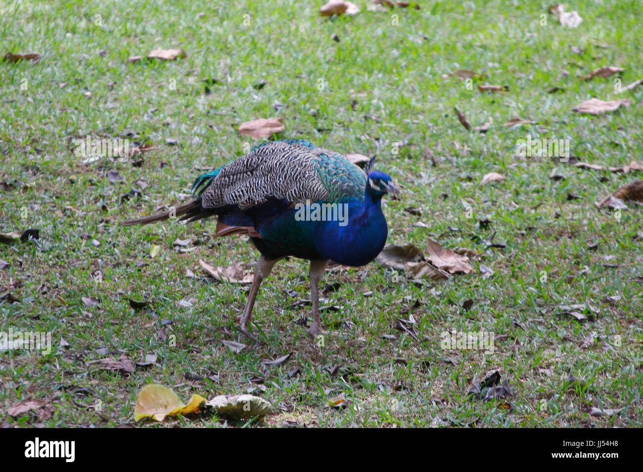 Pavao azul hi-res stock photography and images - Alamy