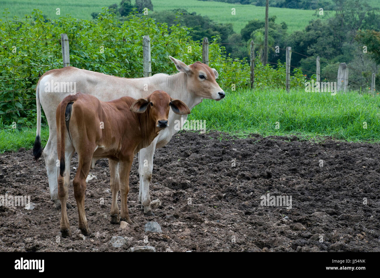 Cow, Calf, pasture, Sao Paulo, Brazil Stock Photo - Alamy