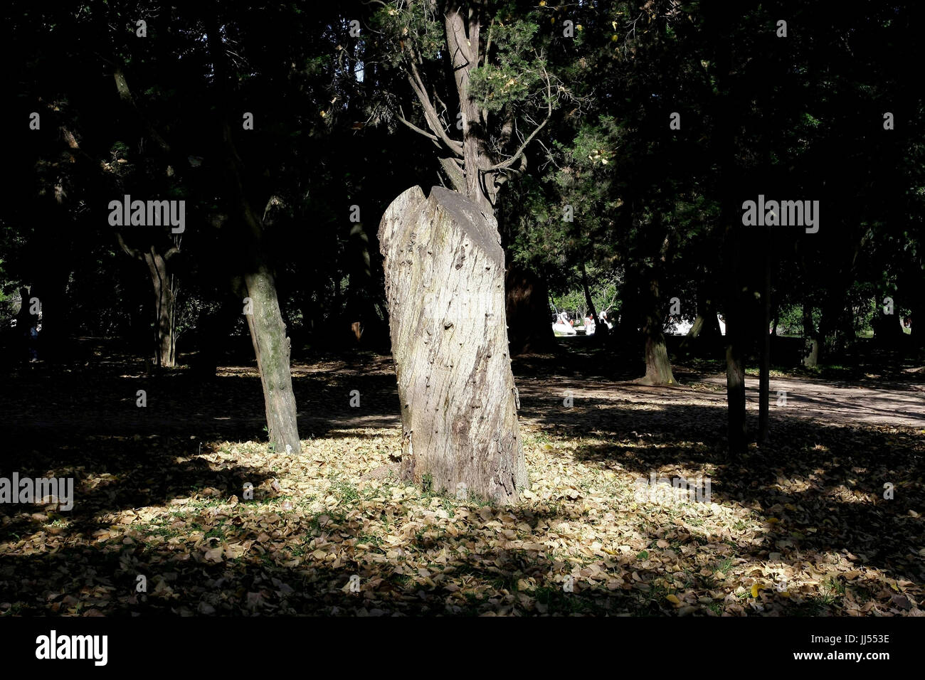 Trees, São Paulo, Brazil Stock Photo - Alamy