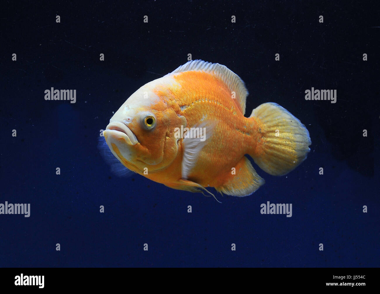 Fundo marinho hi-res stock photography and images - Alamy