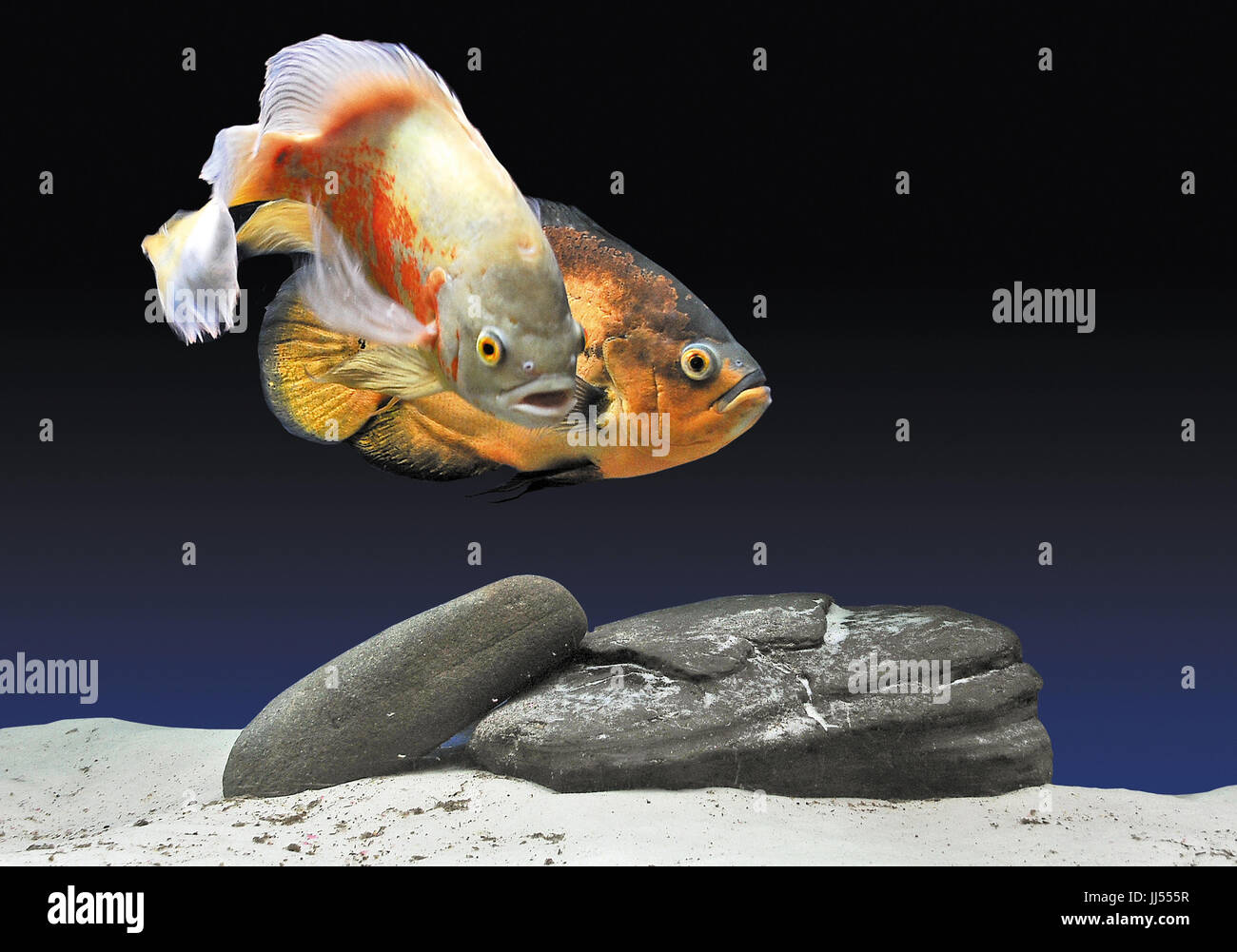Fish, São Paulo Brazil Stock Photo - Alamy