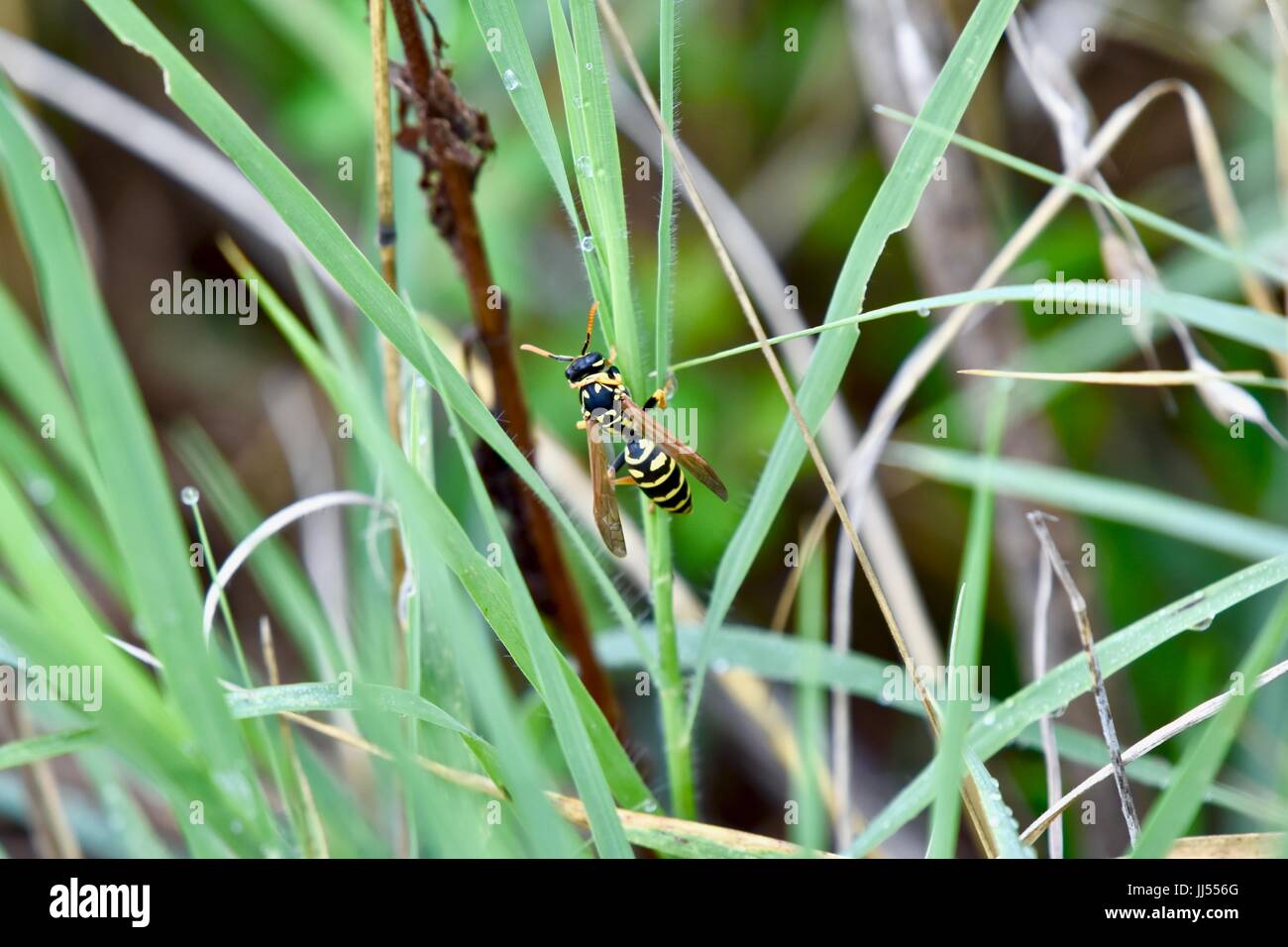 Arthropoda hi-res stock photography and images - Alamy