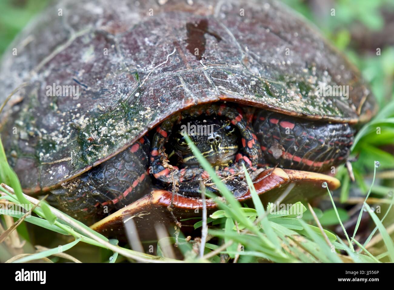 Eastern painted turtle hi-res stock photography and images - Alamy
