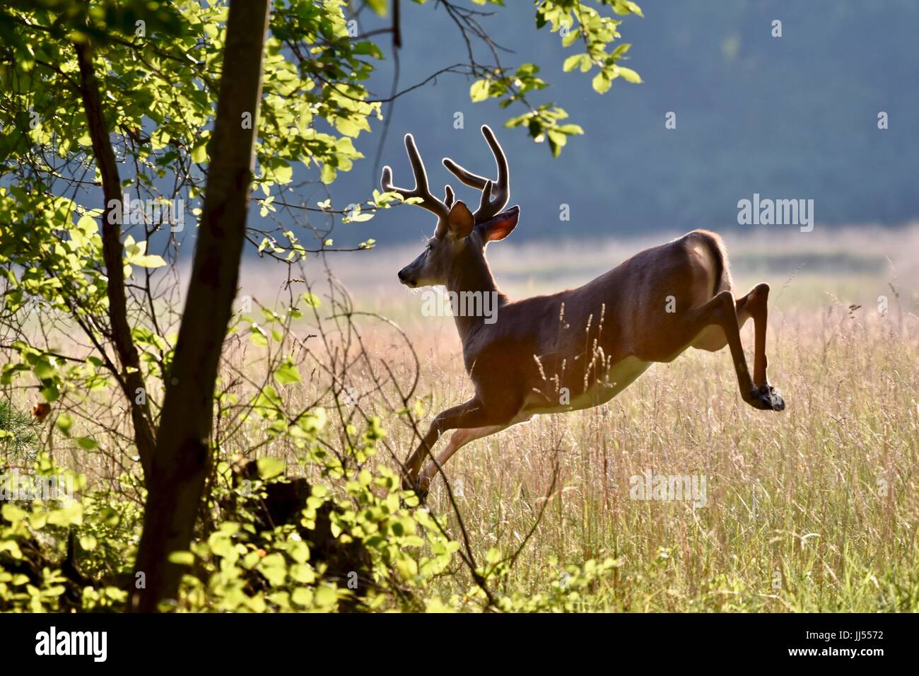 White Tailed Buck Running Stock Photos & White Tailed Buck Running ...