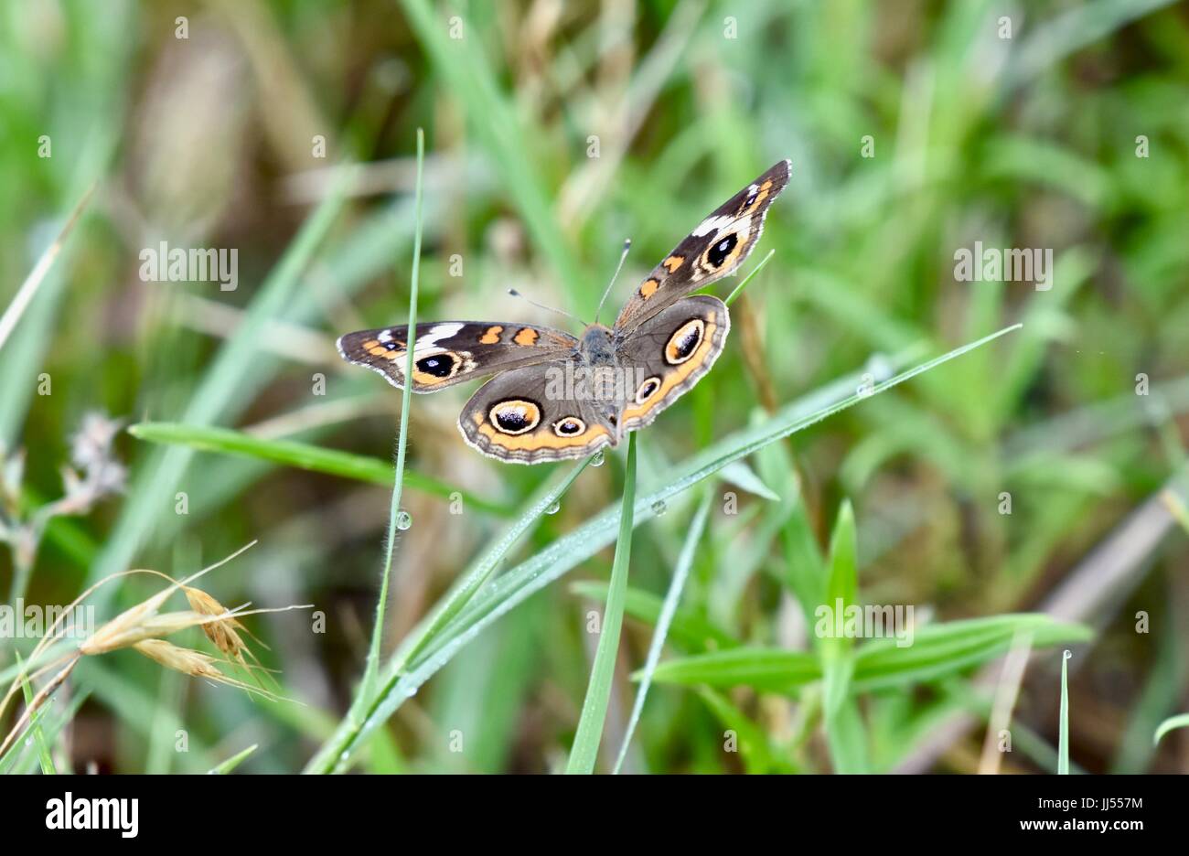 Common buckeye butterfly (Junonia coenia Stock Photo - Alamy