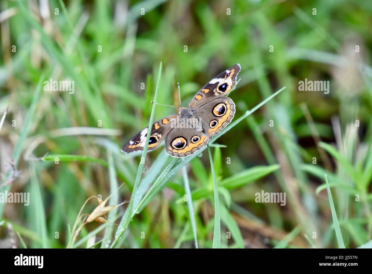 Common buckeye butterfly (Junonia coenia Stock Photo - Alamy