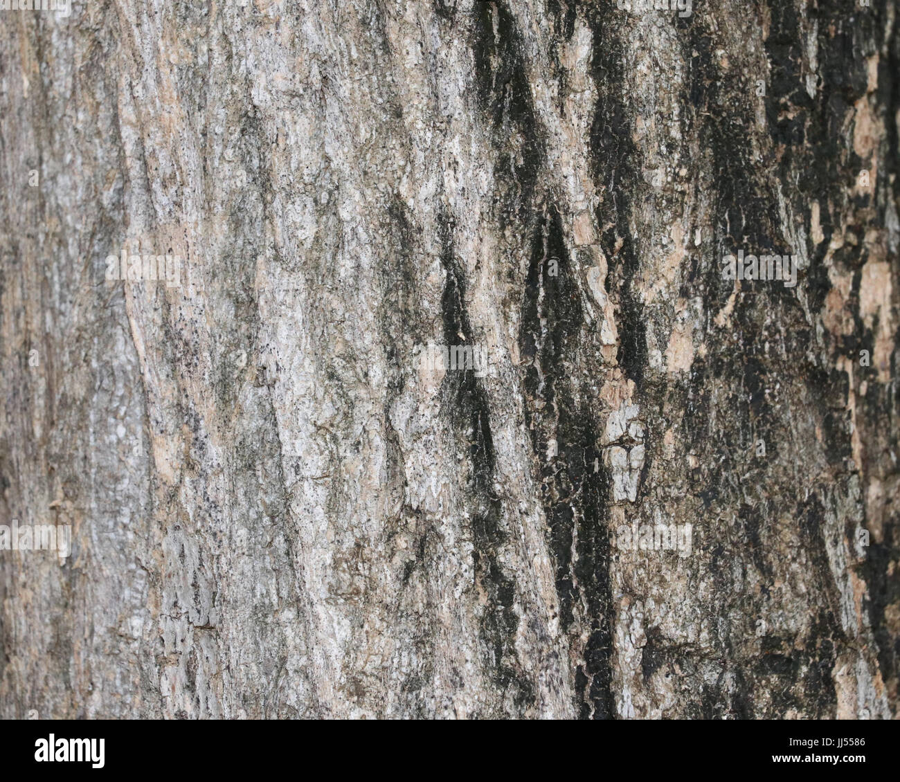wood texture,closed at tree bark and wood texture Stock Photo - Alamy
