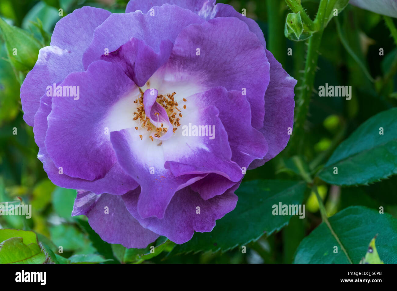 Blue Moon bush rose, in a garden setting Stock Photo - Alamy