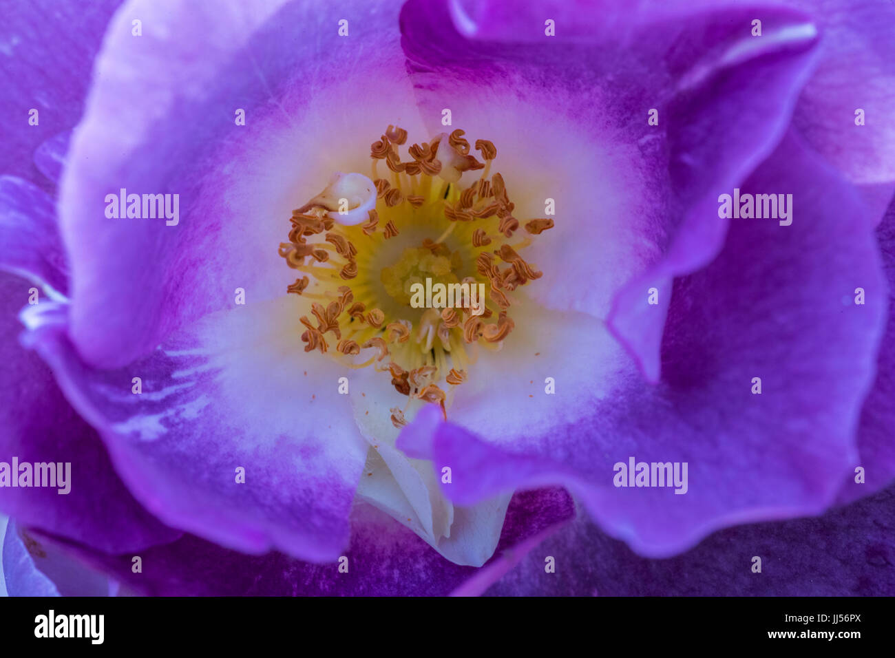 Blue Moon bush rose, in a garden setting Stock Photo - Alamy