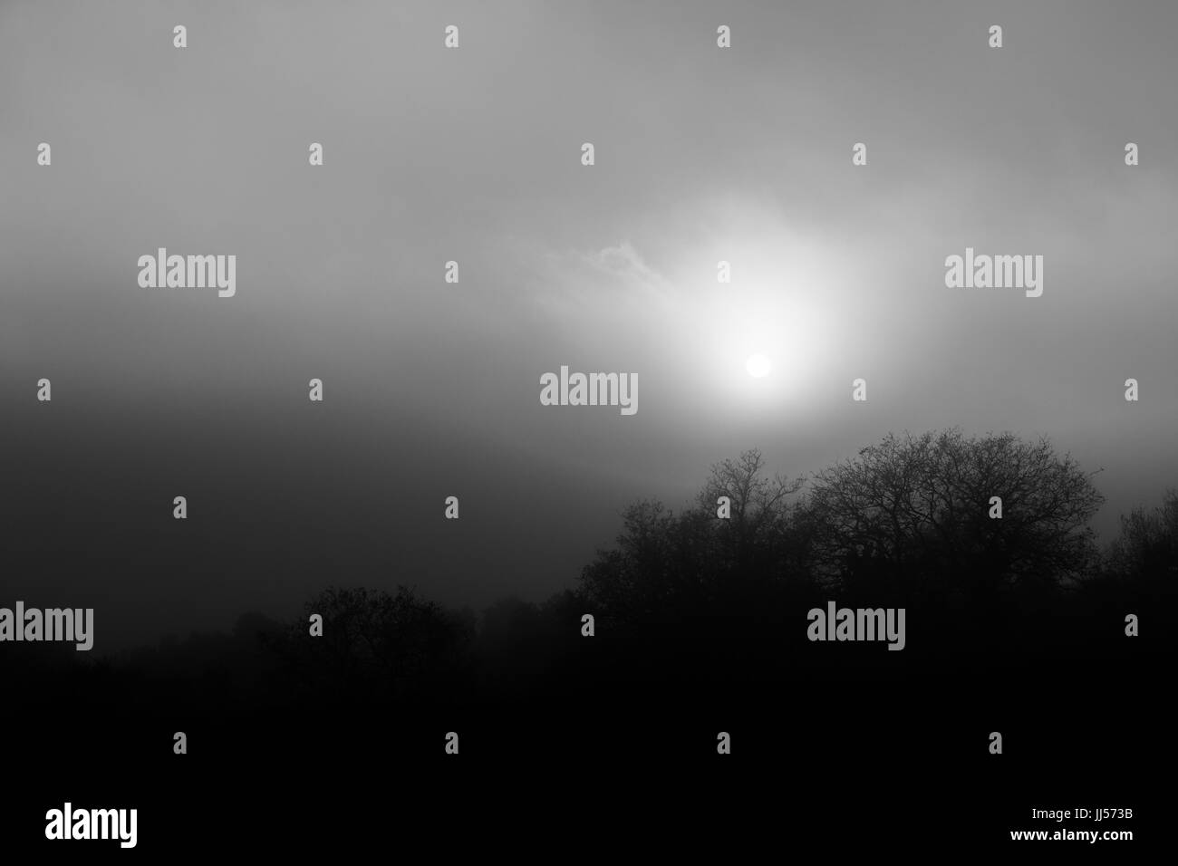 Low sun filtering through fog and mist, with some trees and plants ...