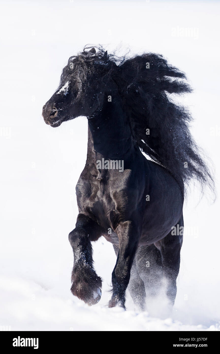 Friesian Horse. Black stallion galloping in snow. Germany Stock Photo ...