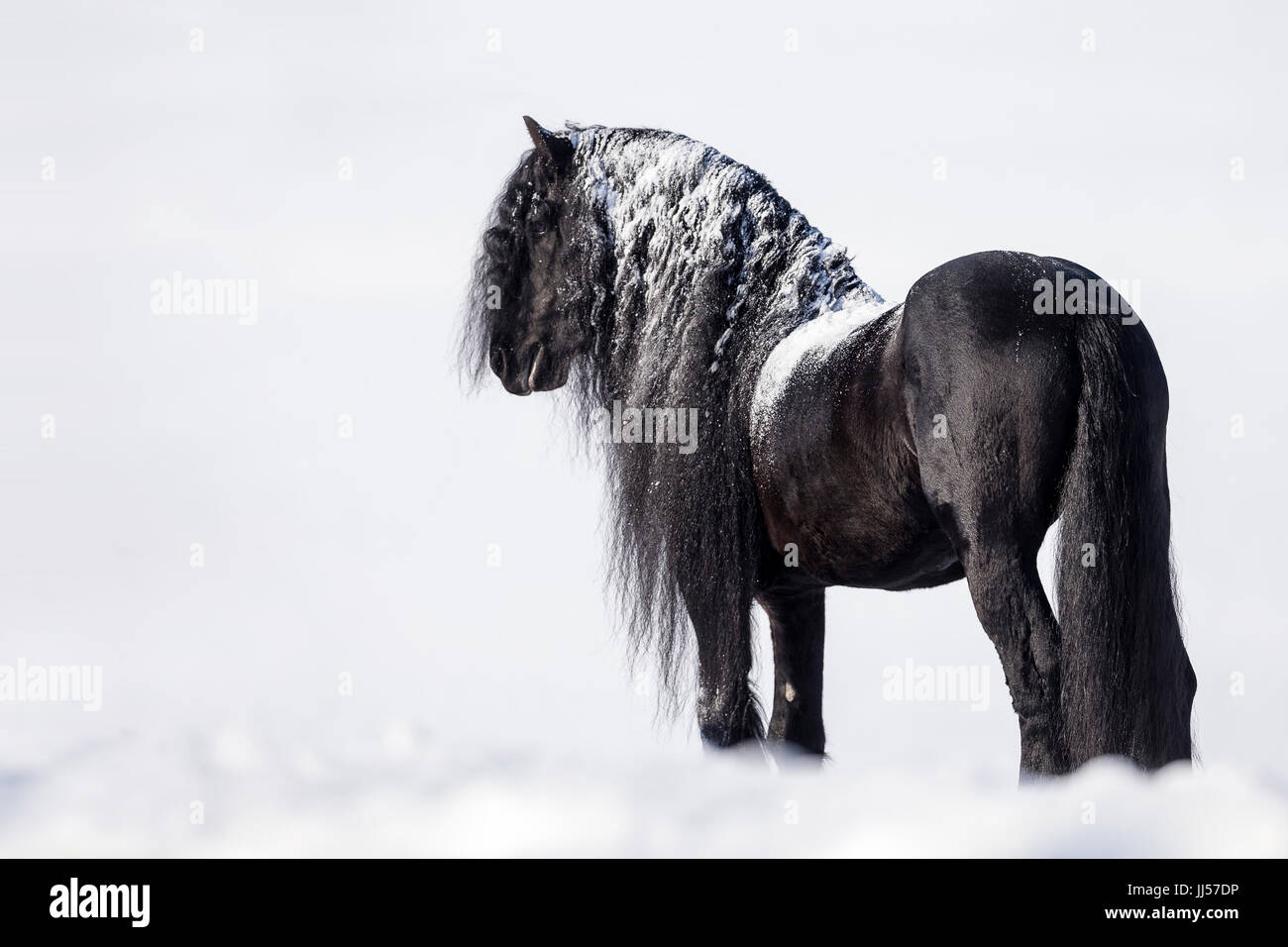 White Friesian Horse In Snow
