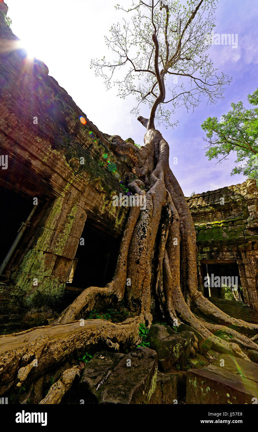 Cambodia Siem Reap Ta Prohm giant tree and roots growing above an ...