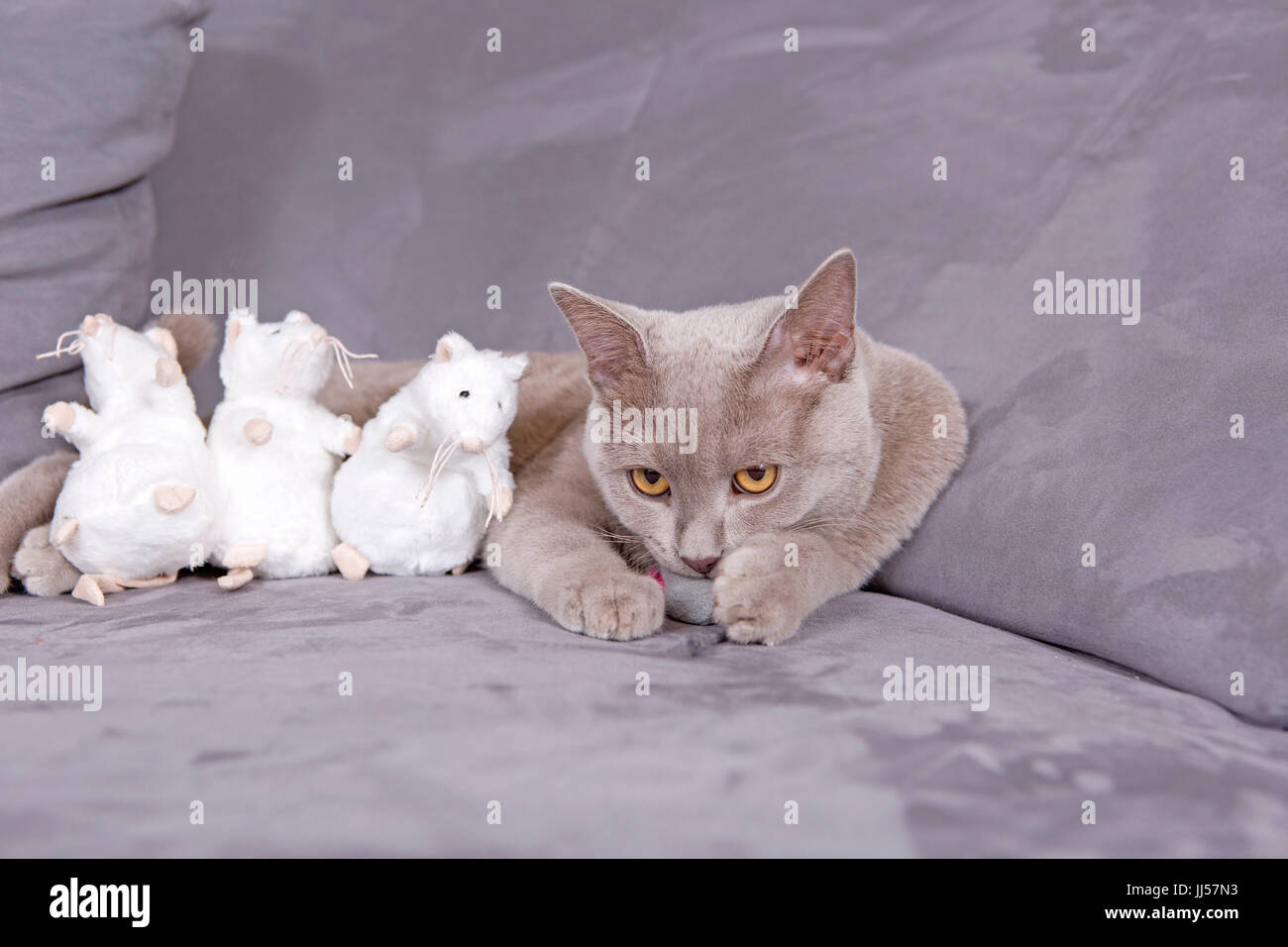 British Shorthair. Lilac tomcat (7 month old) with toy mice lying on a ...
