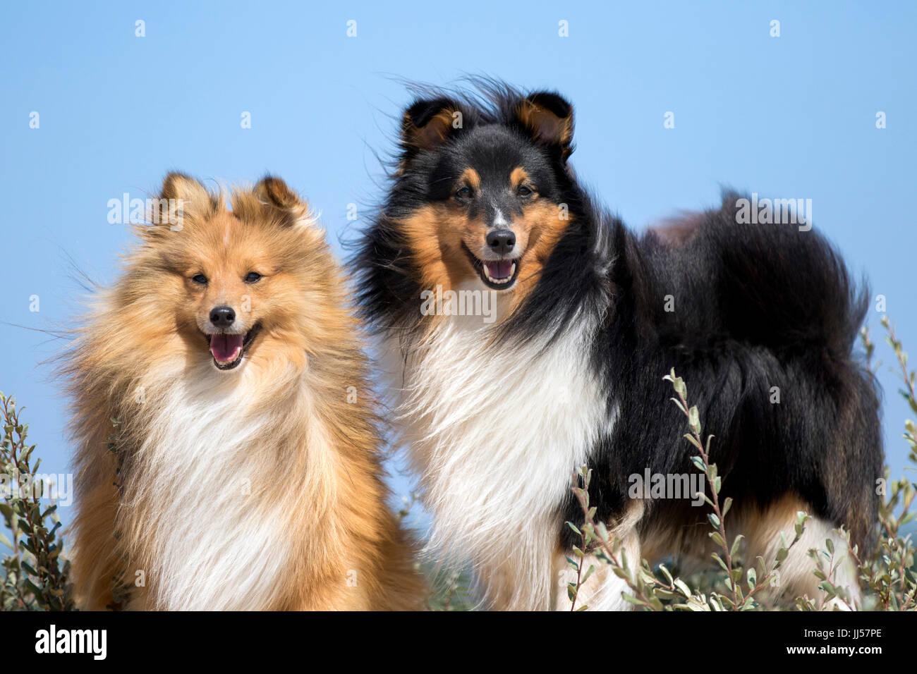Sheltie, Shetland Sheepdog. Two adults (tri-colour and sable) standing ...