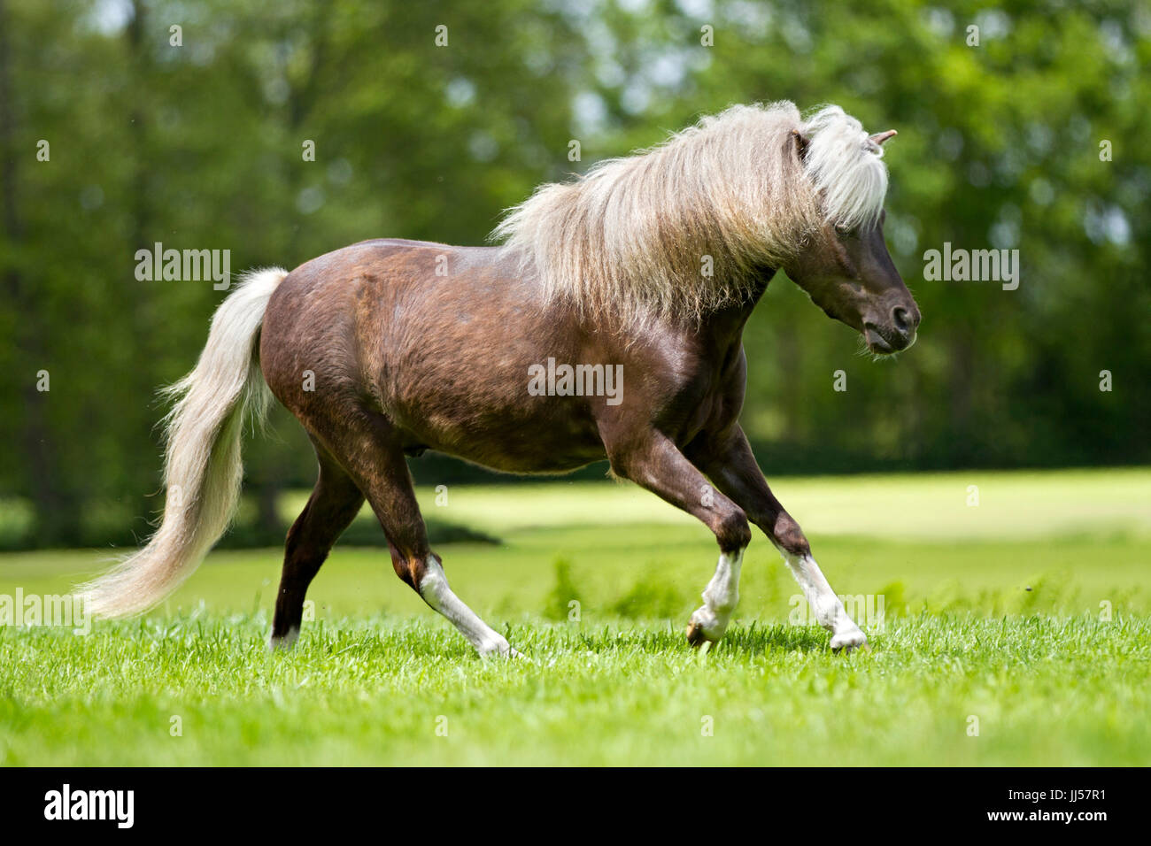 American Miniature Horse (AMHA). Silverdapple adult galloping on a ...