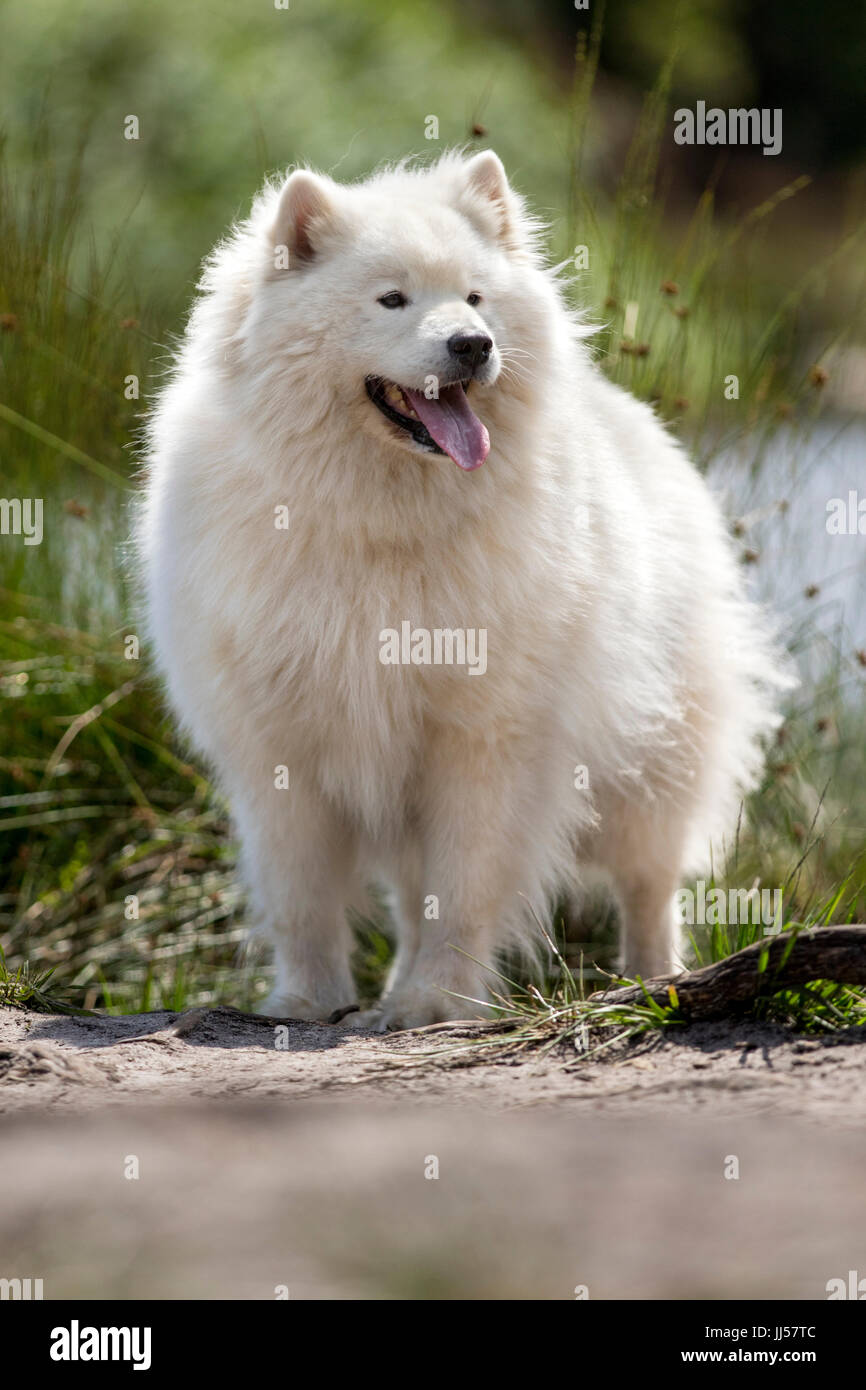 Samoyed. Adult dog standing, looking to the right. Netherlands Stock ...