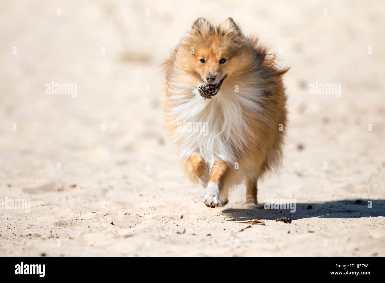 Sheltie, Shetland Sheepdog. Sable adult running on sand, carrying a ...