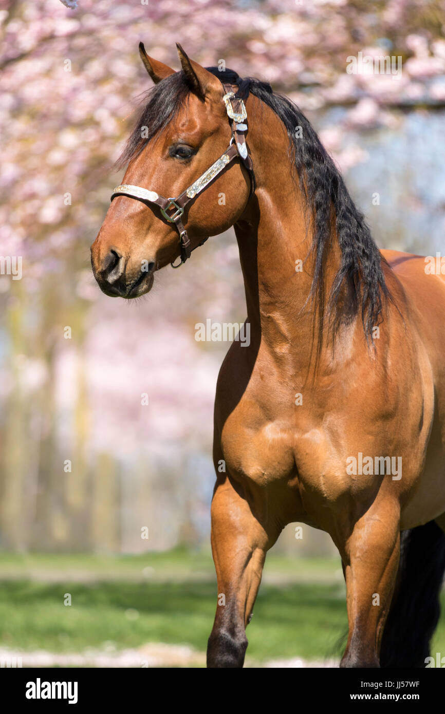 Halter Quarter Horse