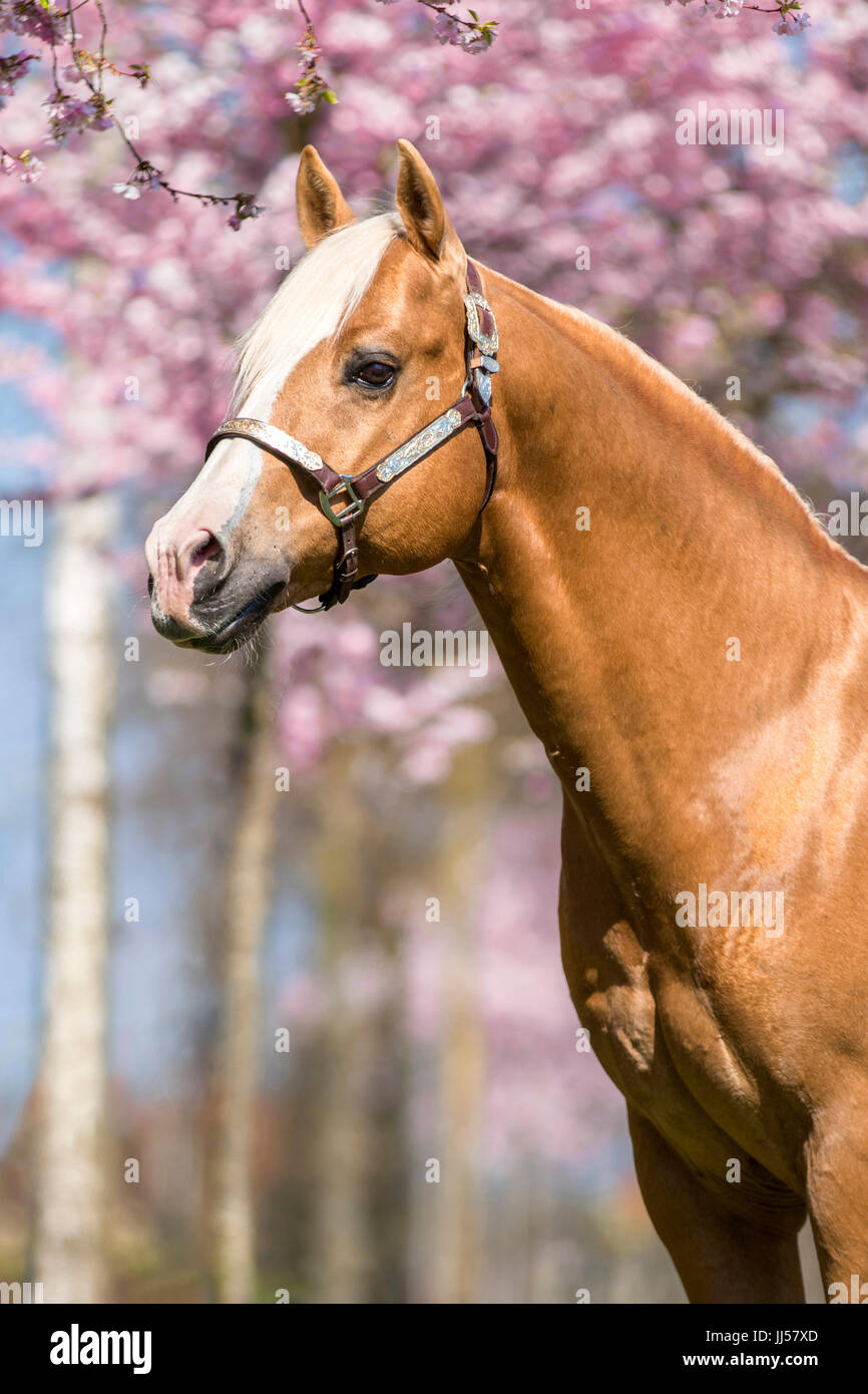 Palomino Quarter Horse Stallion