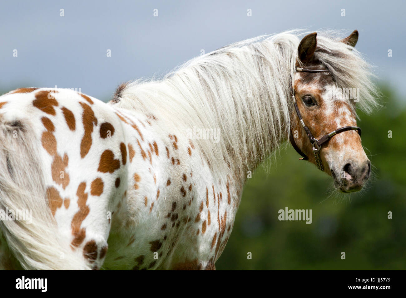 Shetland Pony. Miniature Appaloosa with a heart- shaped pa ttern on its ...
