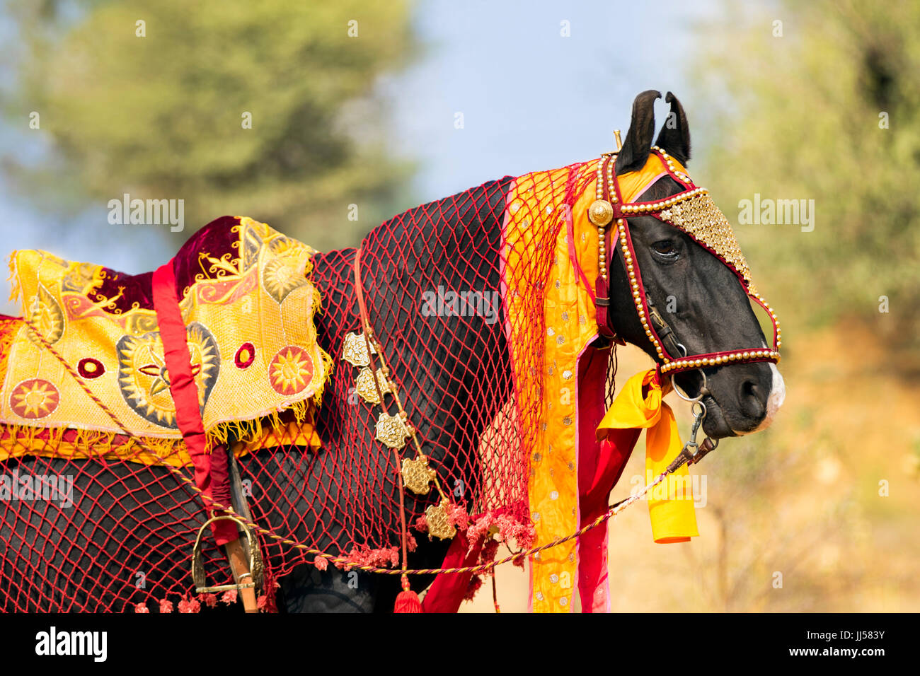 Marwari Horse. Black horse with traditional tack (bridle and saddle ...