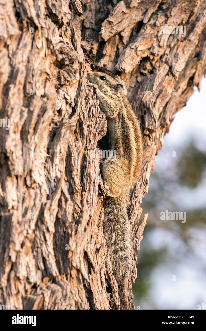 Three-lined Palm Squirrel, Indian Palm Squirrel (Funambulus palmarum ...