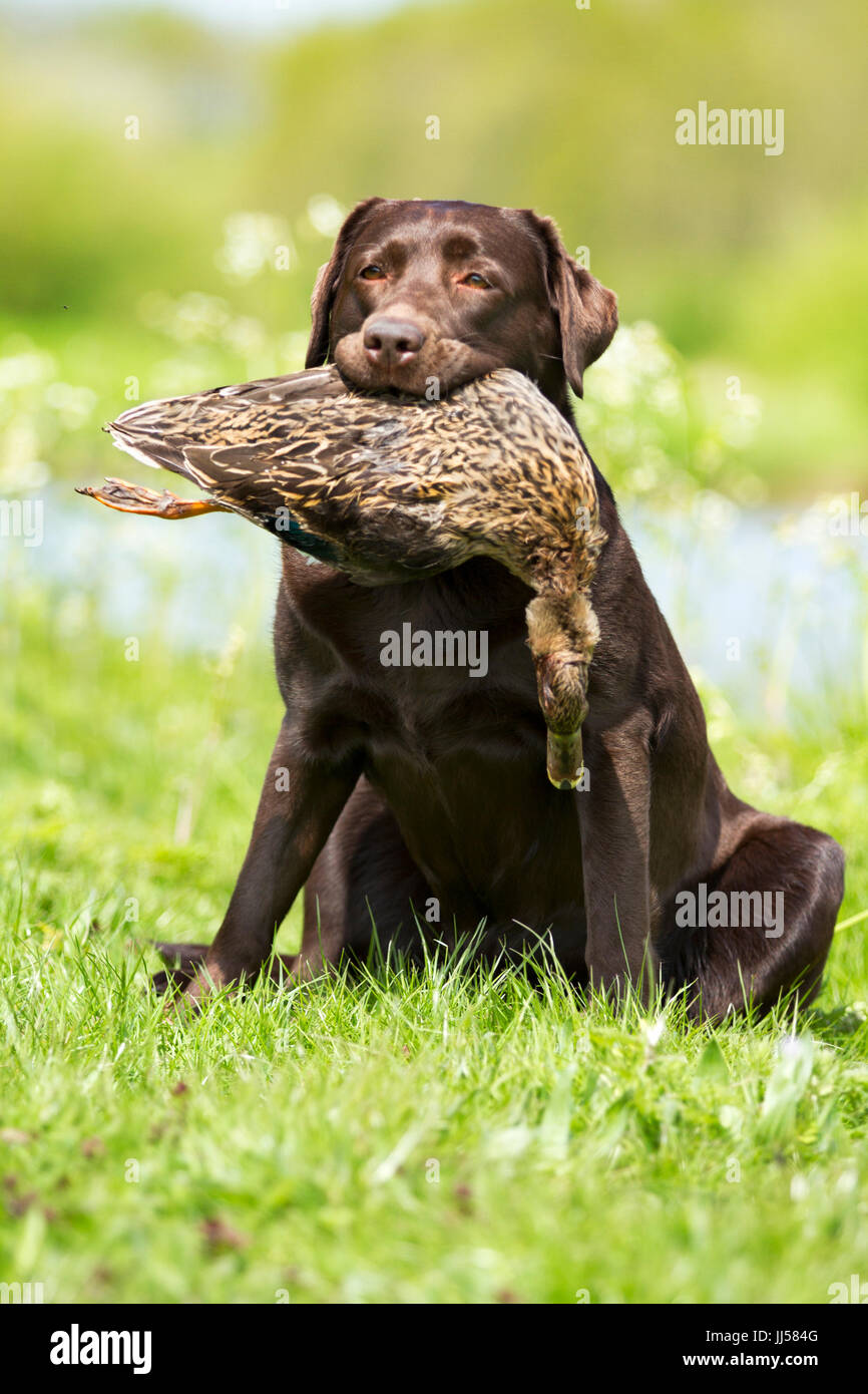 Chocolate Labrador Retriever proudly showing a dead Mallard. Bernisse ...