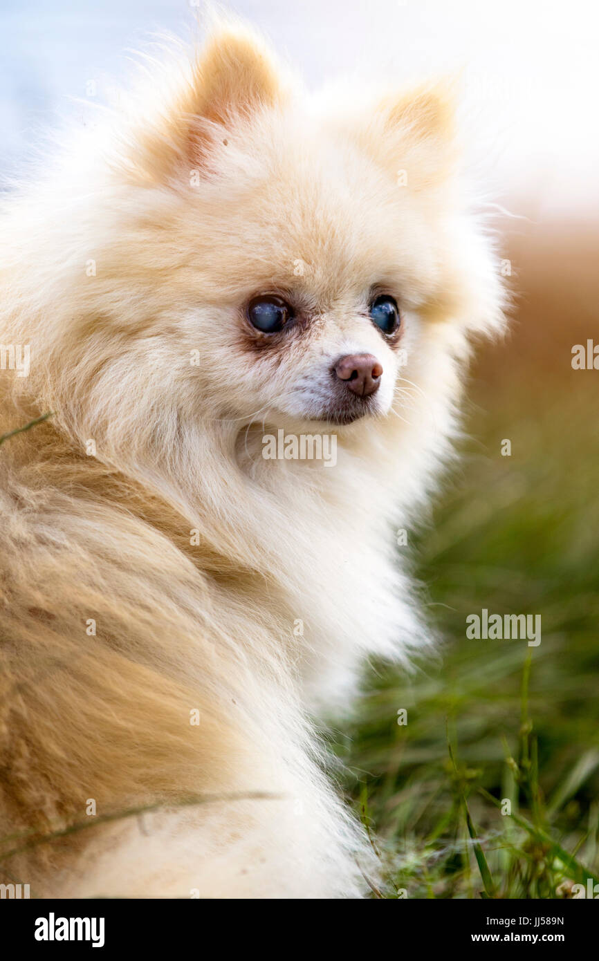 Spitz klein hi-res stock photography and images - Alamy
