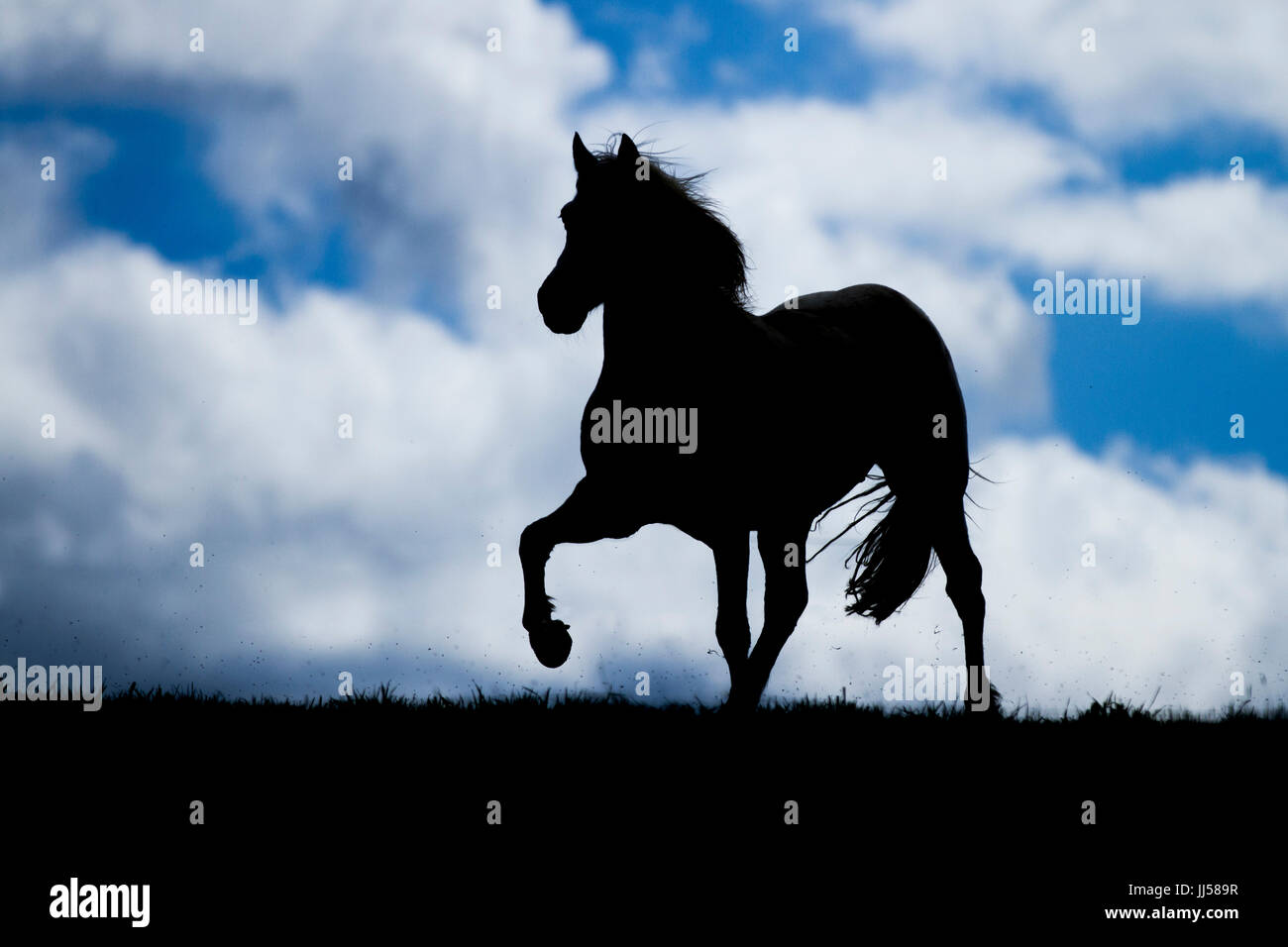 Silhouette of a gaited horse performing an ambling gait against a ...
