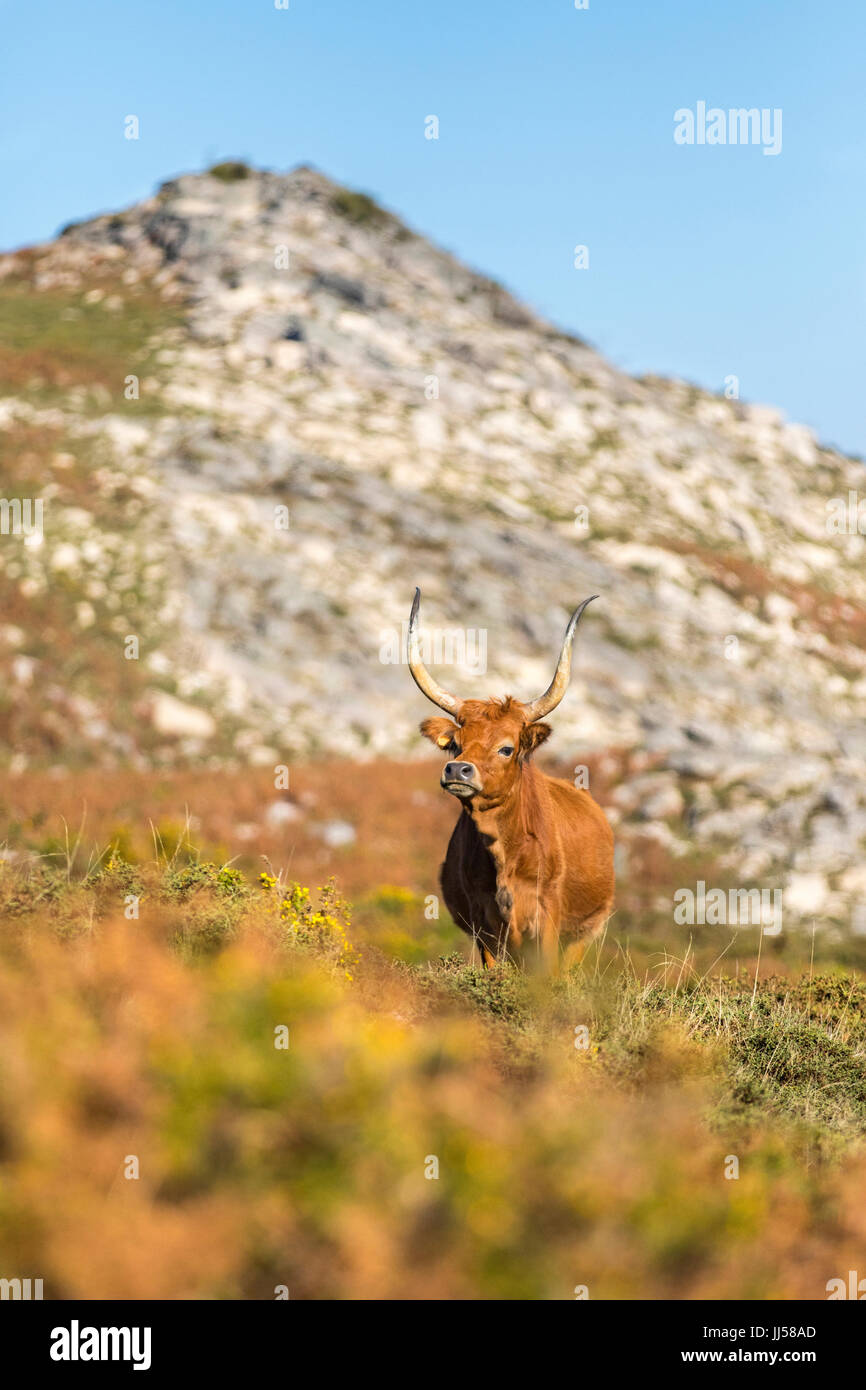 Barossa cow looking left in front of a mountain. Abadim/Portugal Stock ...