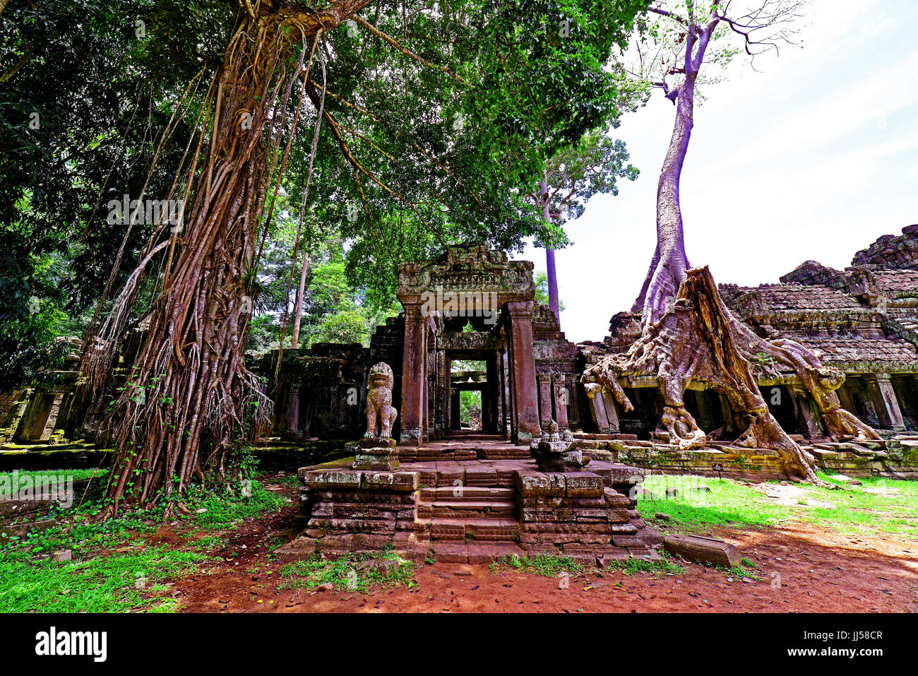 Spung tree hi-res stock photography and images - Alamy
