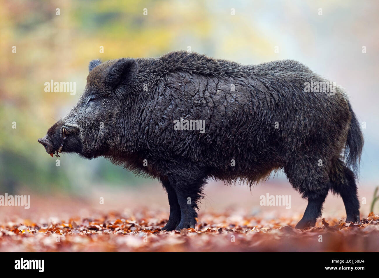 Mating season of wild boar hi-res stock photography and images - Alamy