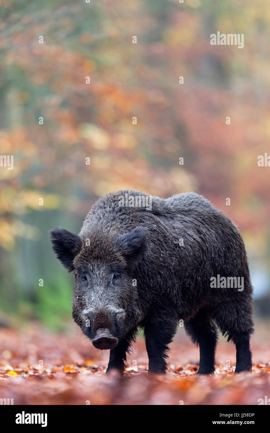 Sus scrofa when mating hi-res stock photography and images - Alamy