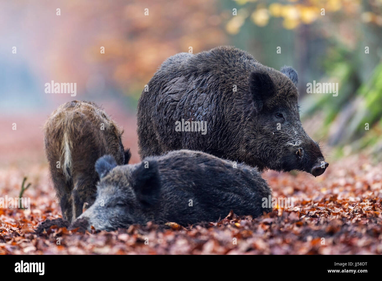 Wild boar mating season hi-res stock photography and images - Alamy