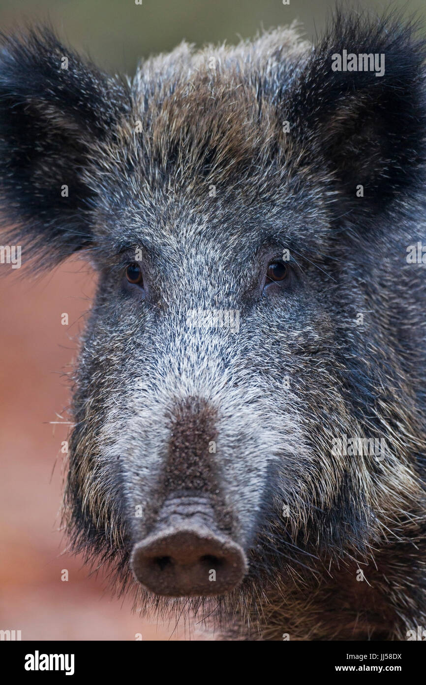 Wild Boar (Sus scrofa), female, portrait Stock Photo - Alamy