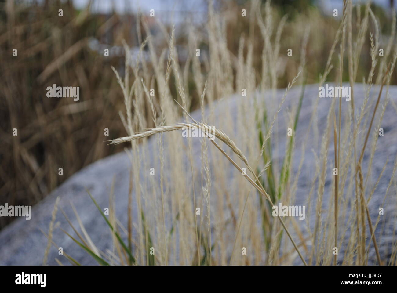 Western wheatgrass hi-res stock photography and images - Alamy