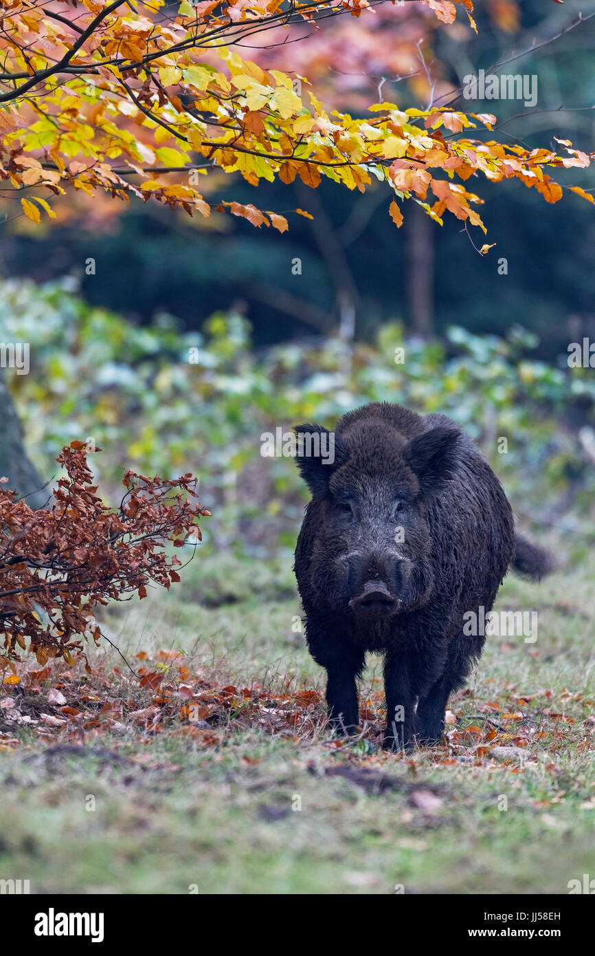 Wild Boar (Sus scrofa), male during the mating season Stock Photo - Alamy