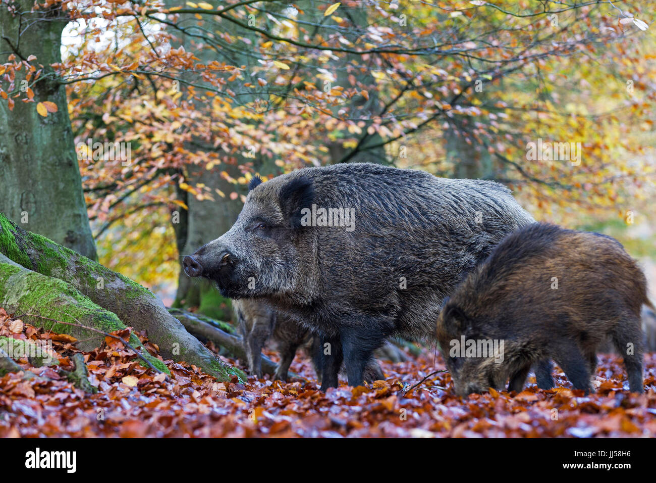 Male in the mating staying in group of wild boars hi-res stock ...