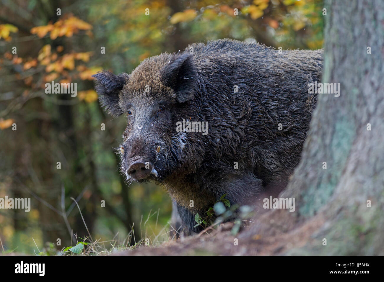 Wild boar mating season hi-res stock photography and images - Alamy