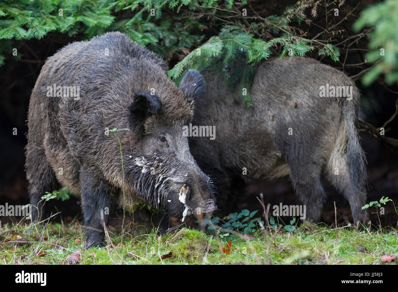 Wild Boar (Sus scrofa), male and female in the mating season Stock ...