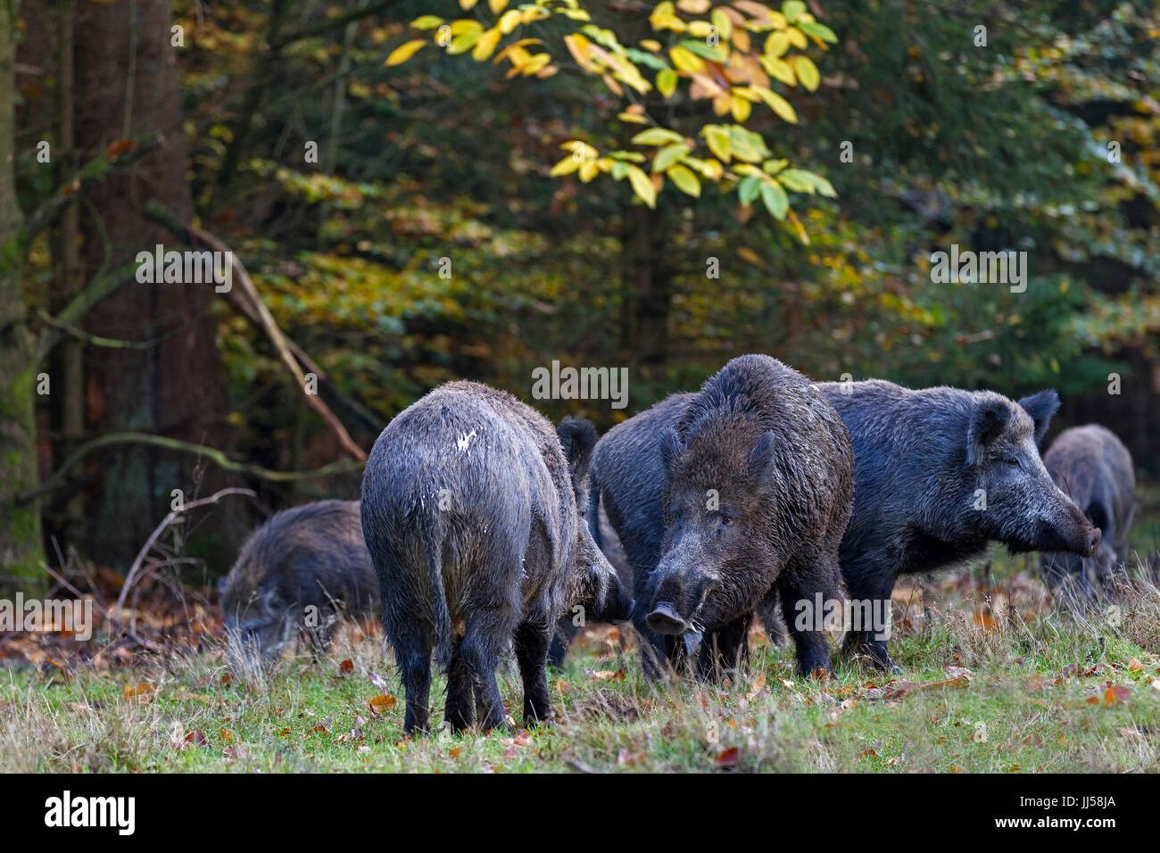 Wild Boar (Sus scrofa), male and female in the mating season Stock ...